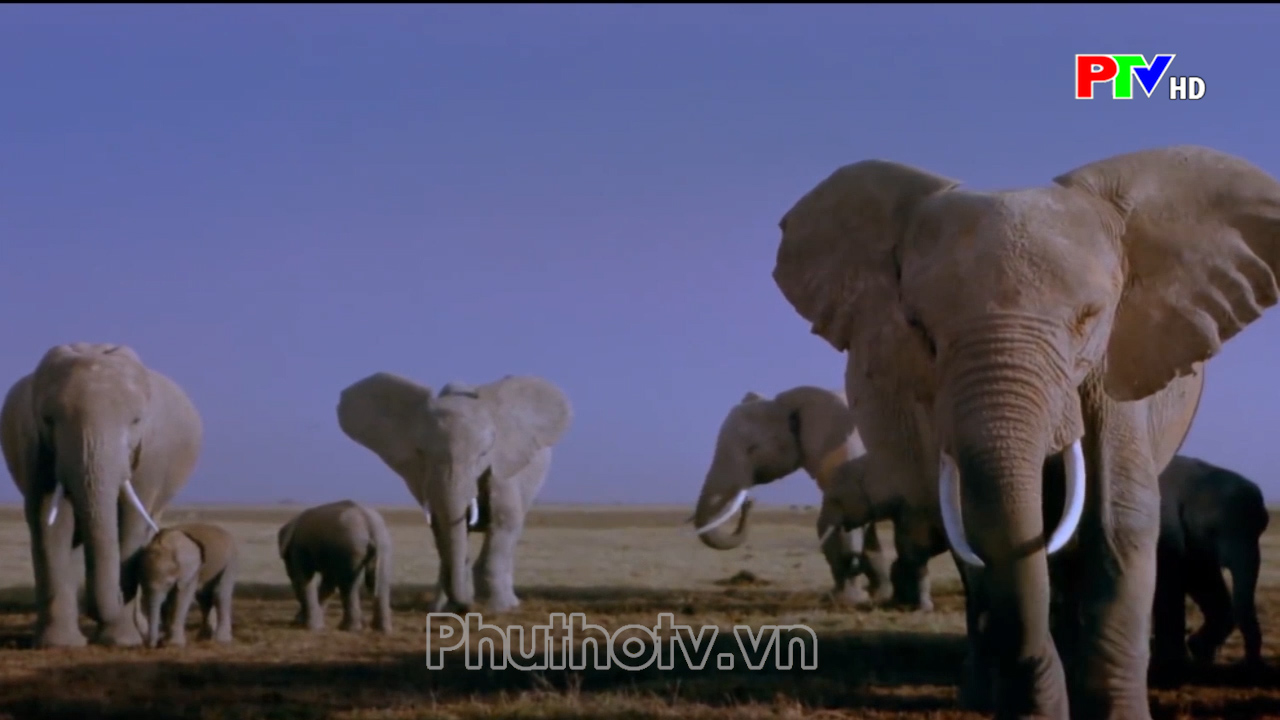 Câu hỏi vì sao - Tìm hiểu loài voi | Đài Phát thanh và Truyền hình Phú Thọ