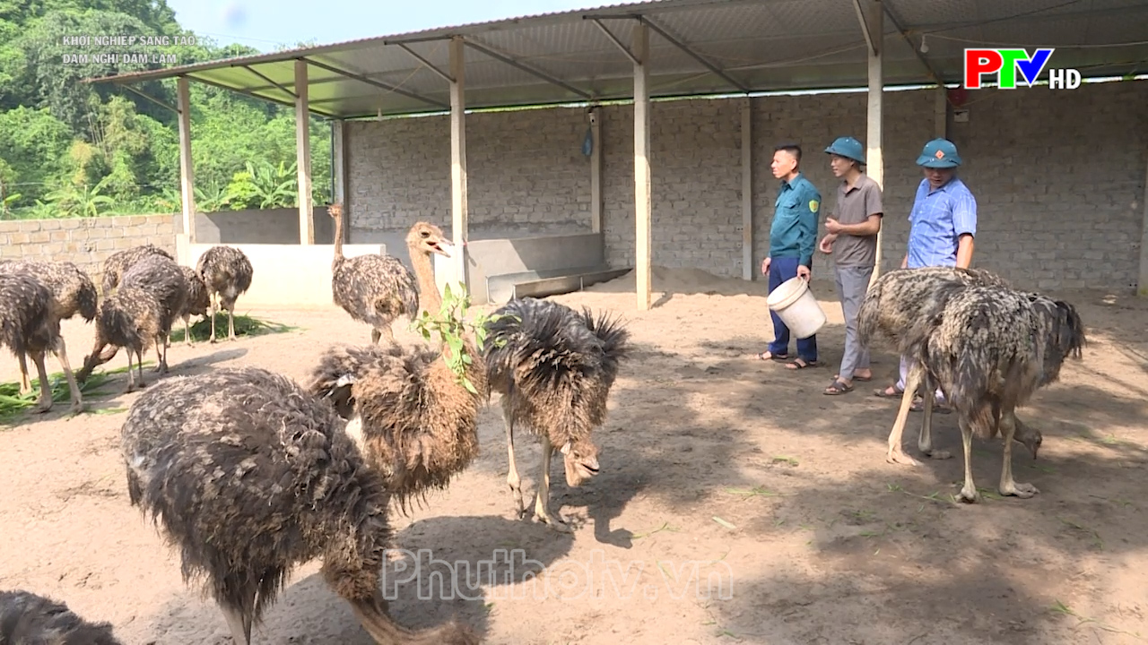 Dám nghĩ dám làm | Đài Phát thanh và Truyền hình Phú Thọ