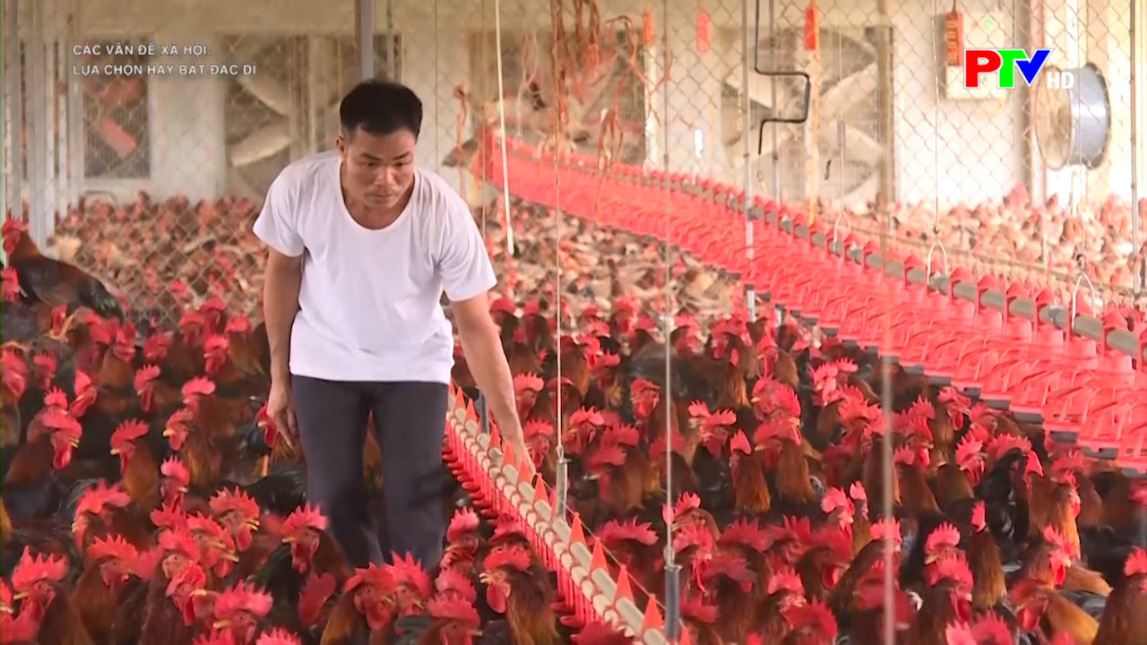 Lựa chọn hay bất đắc dĩ | Đài Phát thanh và Truyền hình Phú Thọ